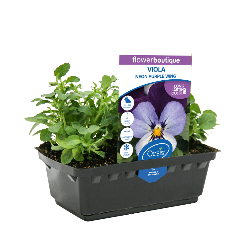 Oasis Horticulture | Viola Neon Purple Wing