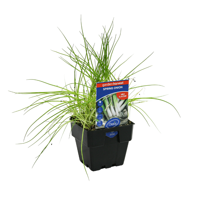 Oasis Horticulture | Spring Onion