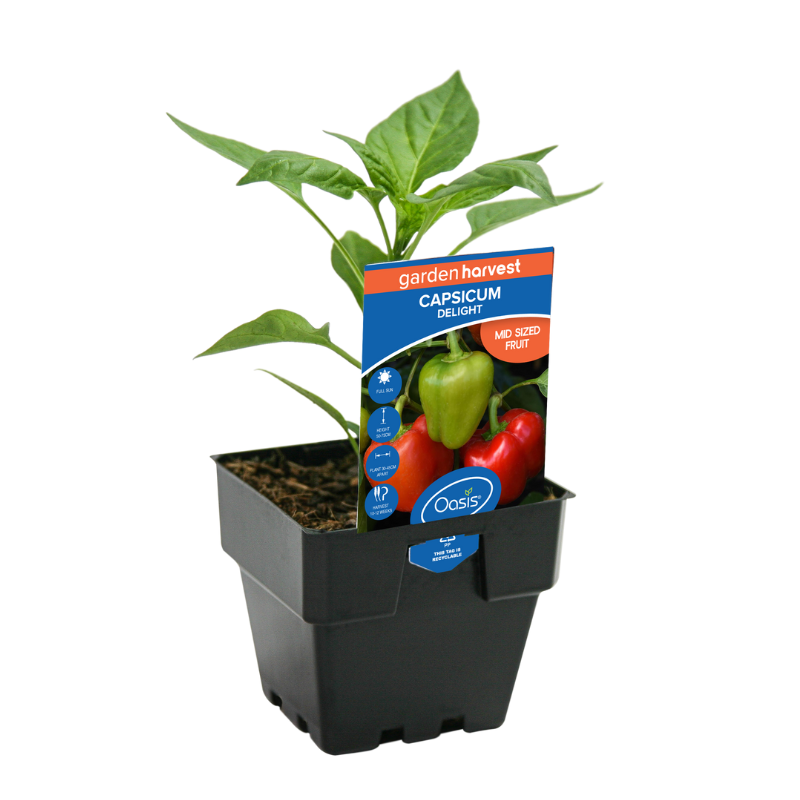 Oasis Horticulture | CAPSICUM DELIGHT GARDEN HARVEST 100MM POT