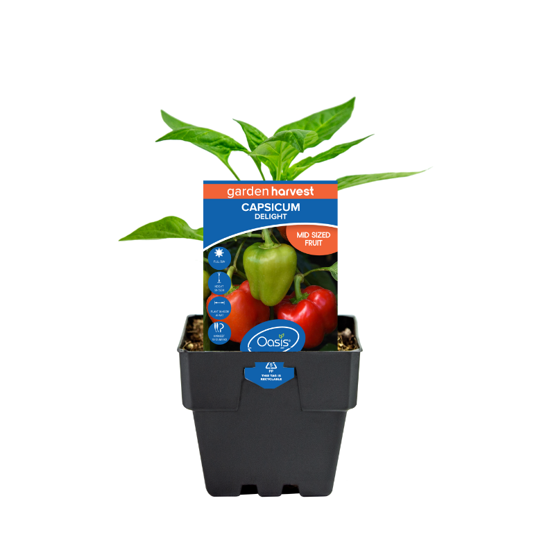 Oasis Horticulture | CAPSICUM DELIGHT GARDEN HARVEST 100MM POT
