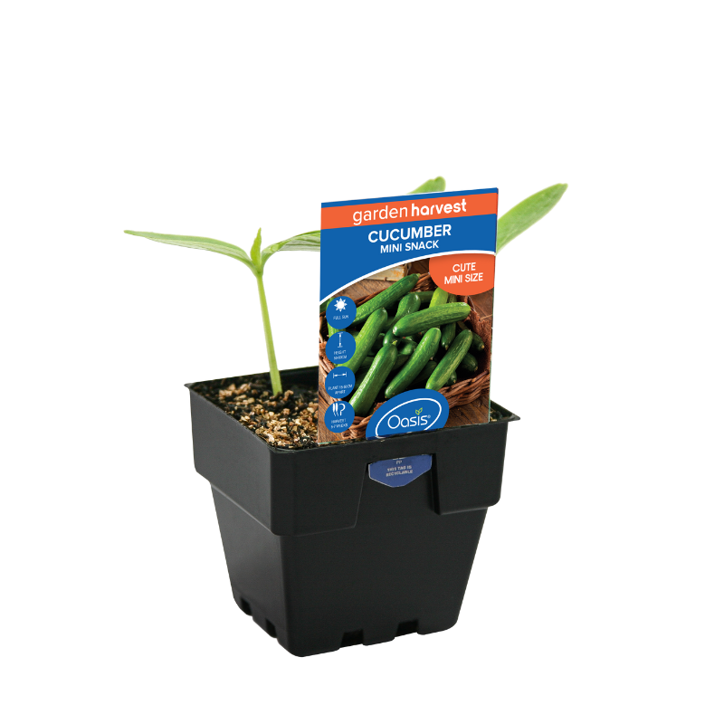 Oasis Horticulture | Cucumber Mini Snack