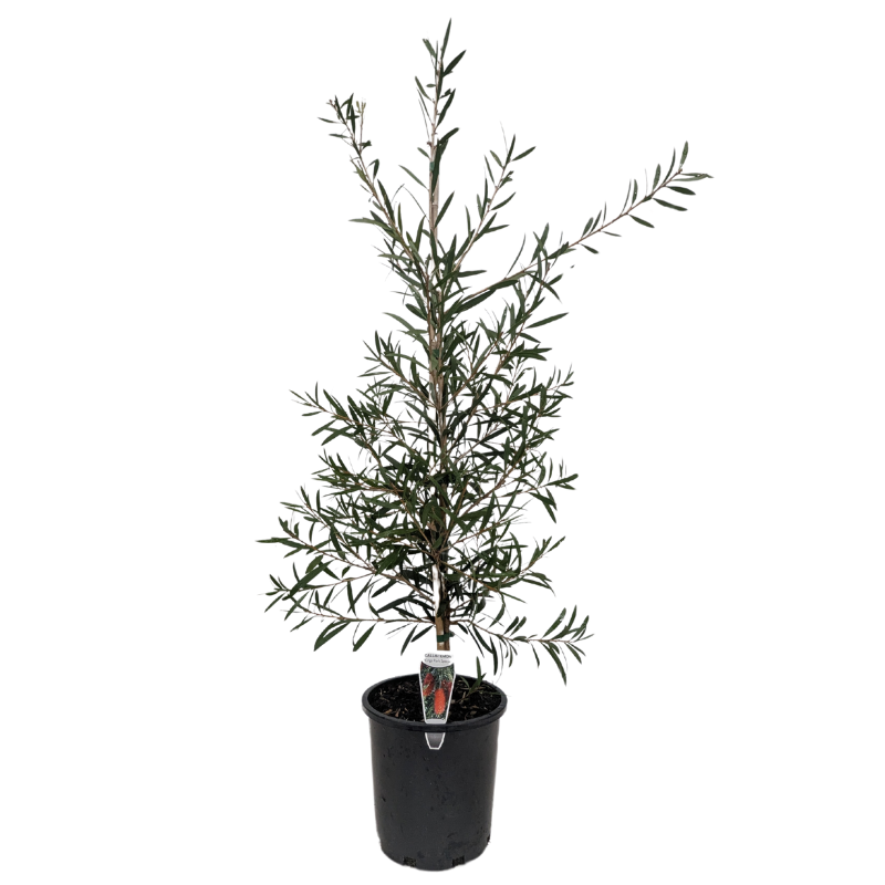 Oasis Horticulture | CALLISTEMON KINGS PARK SPECIAL 200MM POT
