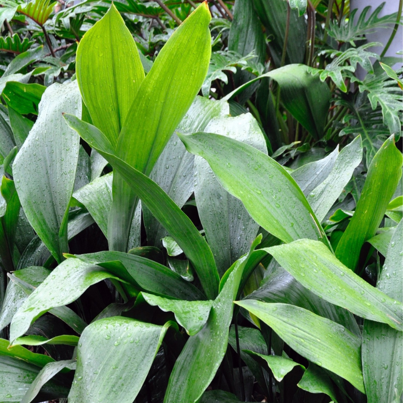 Oasis Horticulture | CAST IRON PLANT 200MM POT