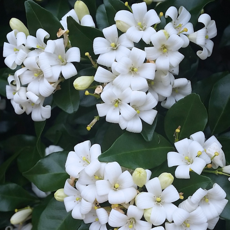 Oasis Horticulture | Trees and Shrubs